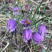 Pulsatilla nuttalliana - Prairie Crocus – Wild About Flowers