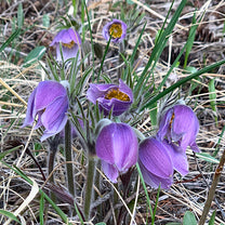 Pulsatilla nuttalliana - Prairie Crocus – Wild About Flowers