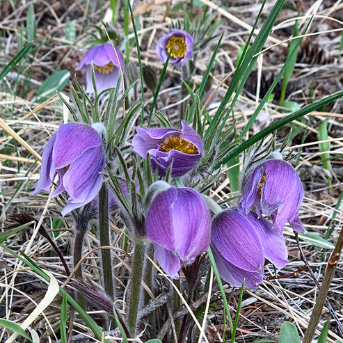 Pulsatilla nuttalliana - Prairie Crocus – Wild About Flowers