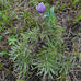 Pulsatilla nuttalliana - Prairie Crocus – Wild About Flowers