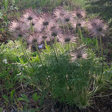 Pulsatilla nuttalliana - Prairie Crocus – Wild About Flowers