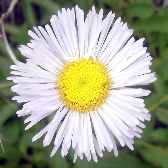 Erigeron glabellus - Smooth Fleabane – Wild About Flowers